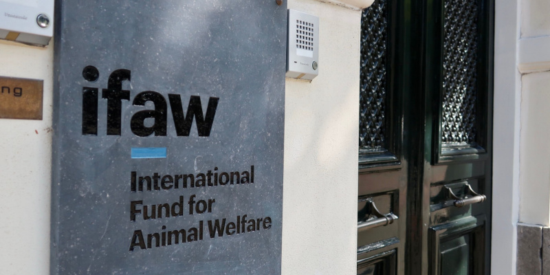 Contactez le service client IFAW - 118500